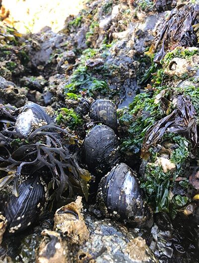 A Tale of Feather Boa Kelp and Mussels on Two Coasts | CSUF News