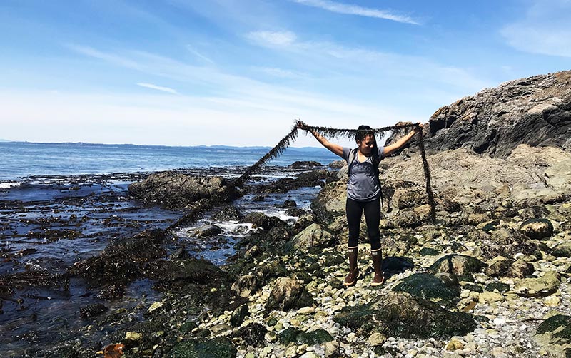 A Tale of Feather Boa Kelp and Mussels on Two Coasts | CSUF News