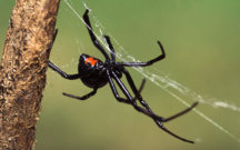 Fatal Mistake? Researchers Study Black Widow Spider Venom and 1900 ...