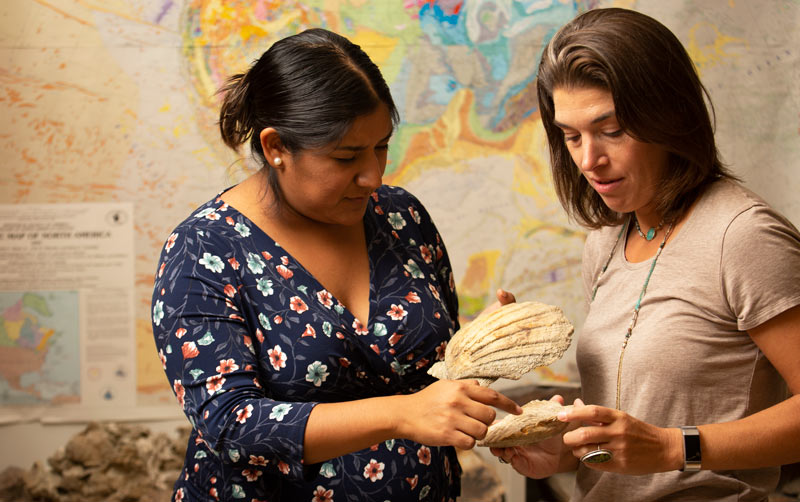 The Digitization of Marine Invertebrate Fossils Brings Ancient Sea Life ...