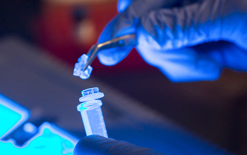 Stem Cell Scholars to Advance Knowledge in Budding Field | CSUF News