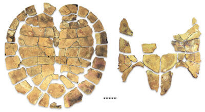 CSUF, Alabama Paleontologists Discover New Species of Giant Fossil Turtle | CSUF News
