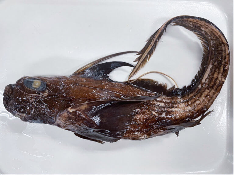 Creature of the Deep Sea: Marine Biology Researcher Studies Ghost ...