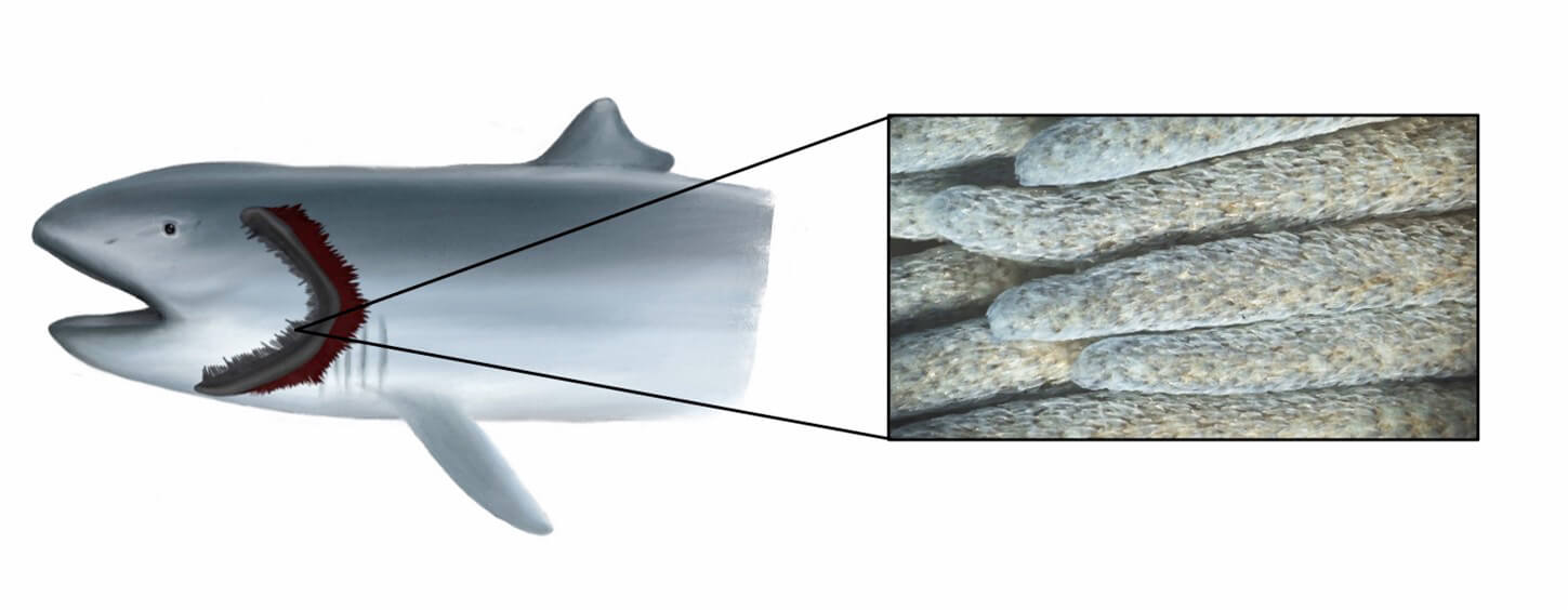 Biology Graduate Student Receives National Science Foundation ...