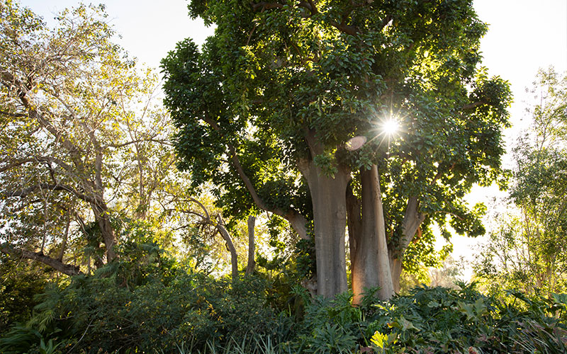 It’s 'Treetober' at Fullerton Arboretum | CSUF News