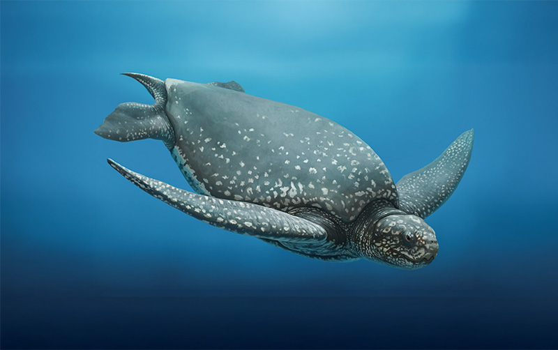 Geology Grad Student Helps Describe Ancient Sea Turtle Fossil | CSUF News